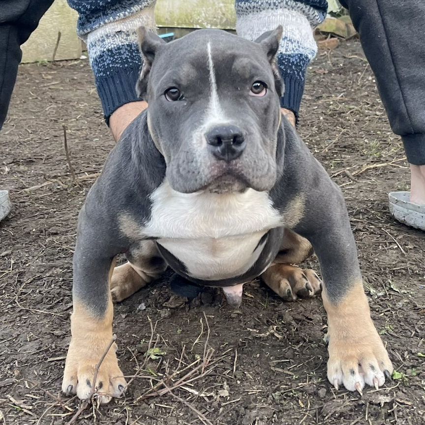 Щенок американского булли