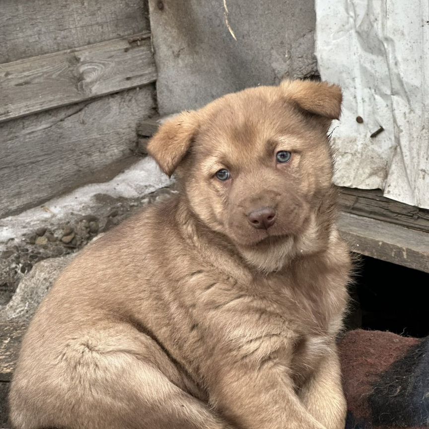 Щеночек в хорошую семью
