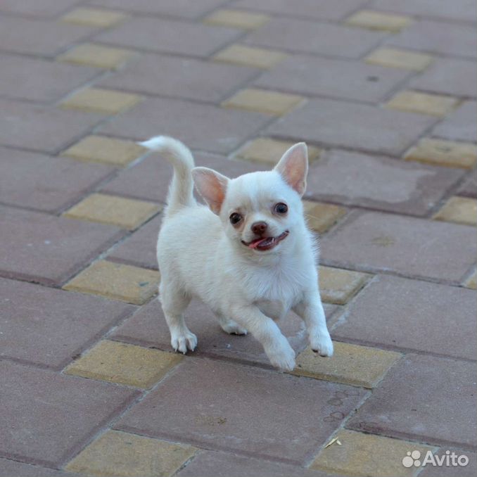 Чихуахуа мальчик гш Слайки