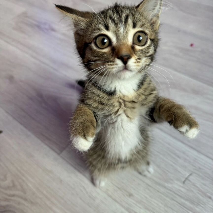 Смешной котёнок с грустной судьбой