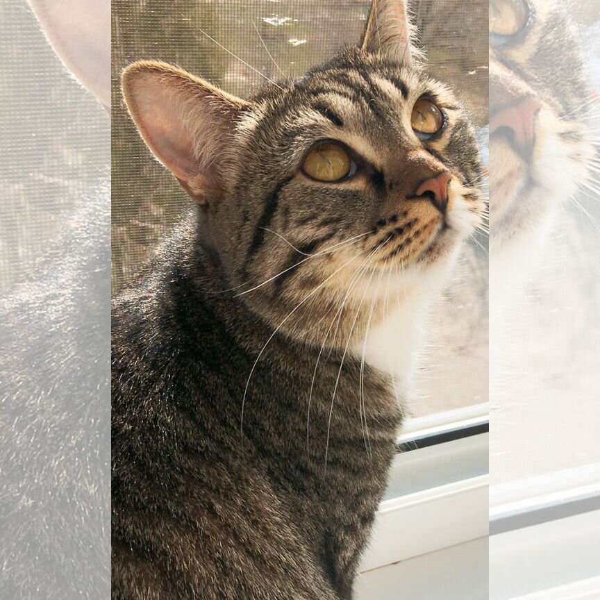 Кошка 1 год и 3 месяца