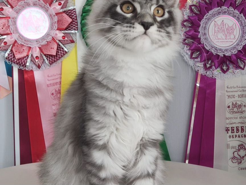 Котенок Мейн-кун от чемпиона мира