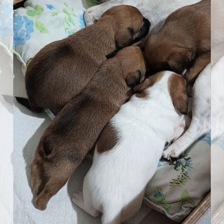 Щенки Джек Рассел терьер полукровки