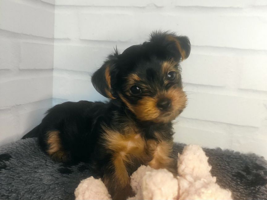 Домашние животные собаки щенки