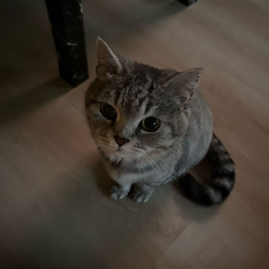 Отдам кошку в добрые руки бесплатно