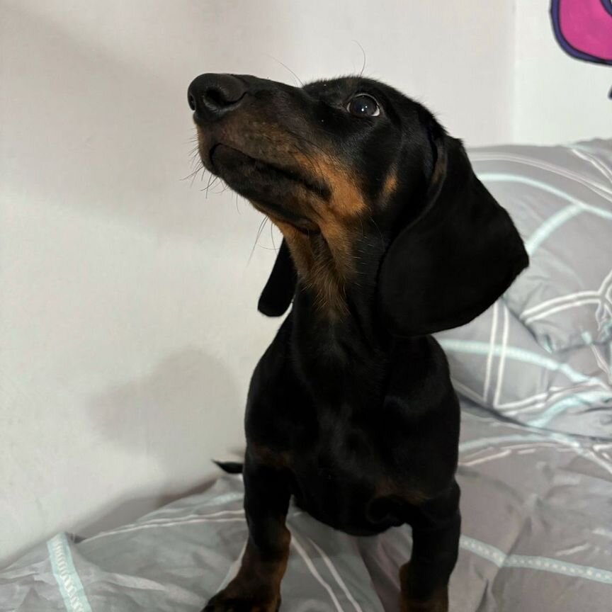 Продам собак