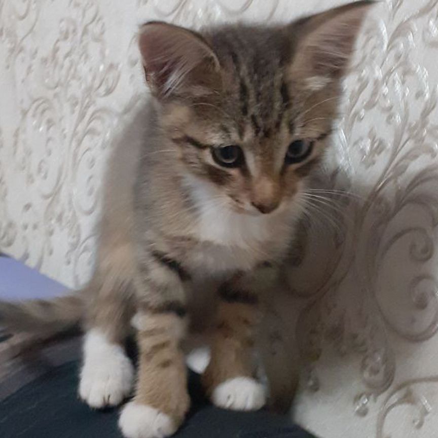 Домашние животные кошки