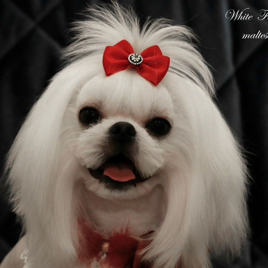 Корейский мальчик для дома и любви