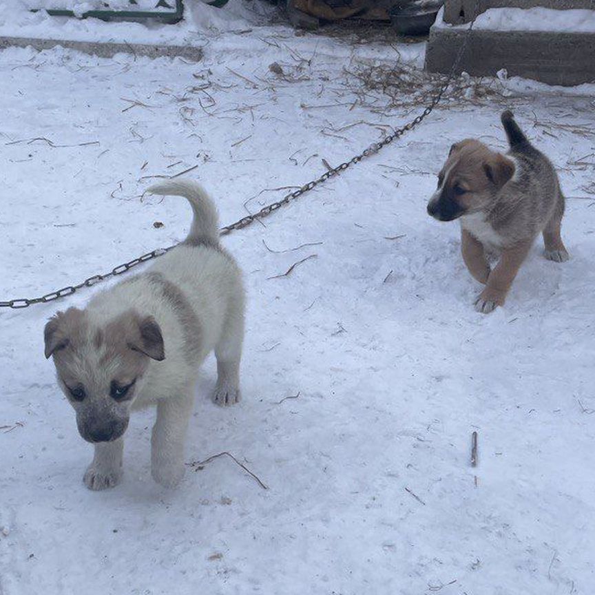 Немецкая овчарка, щенок