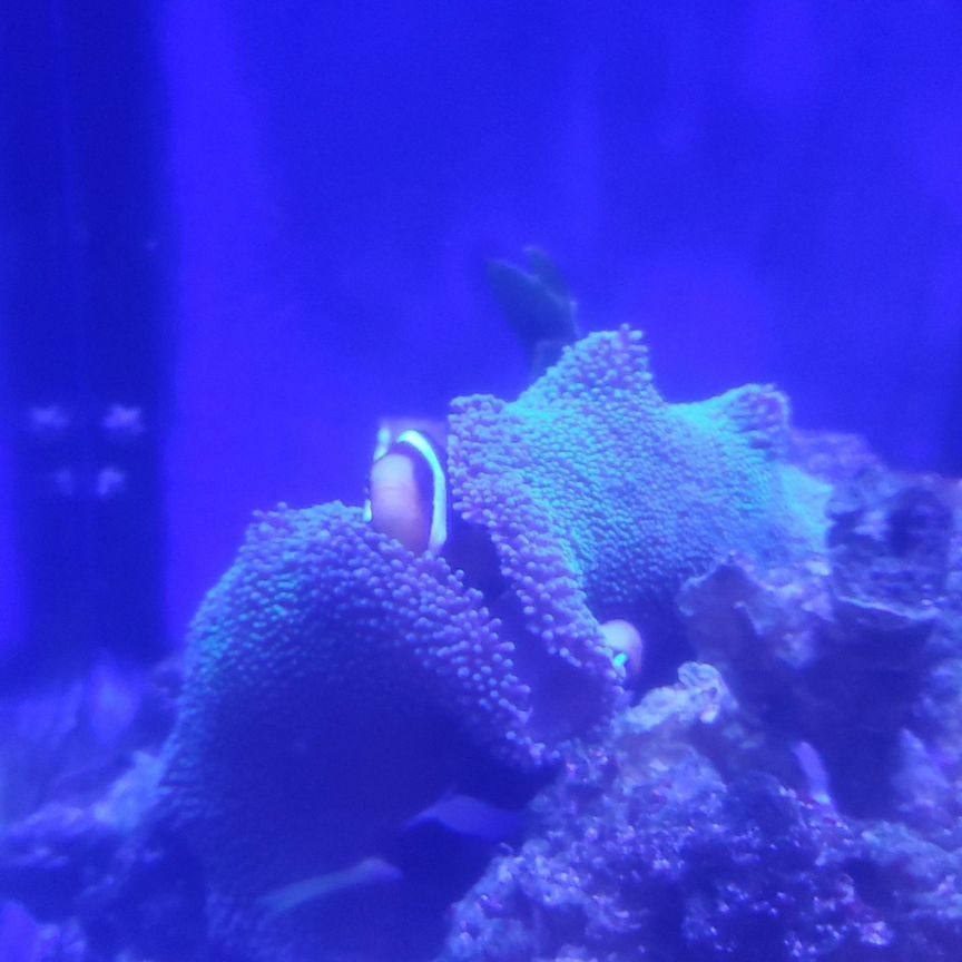 Актиния ковровая