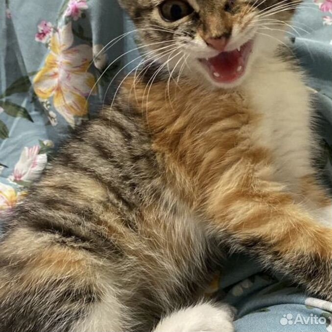 Удивителтный котенок в добрые руки