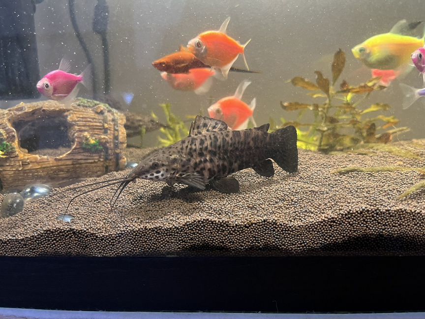 Сом таракатум