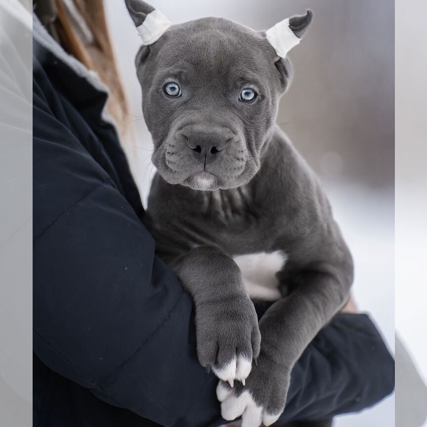 Американский питбультерьер, щенок