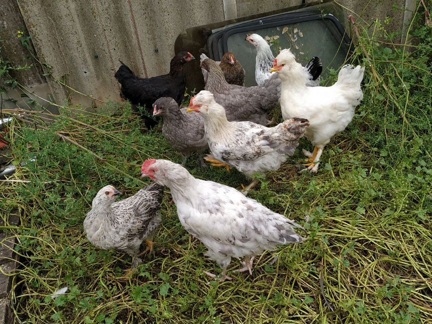 Брама молодки