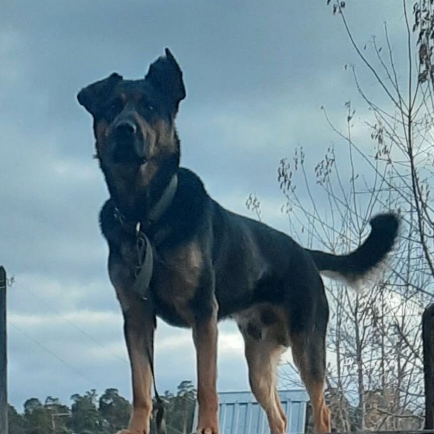 Кому крутого парня Остался без хозяина