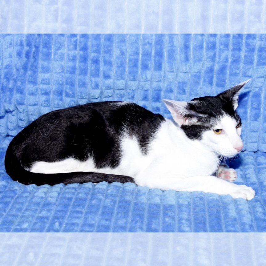 Ориентальная, взрослая кошка