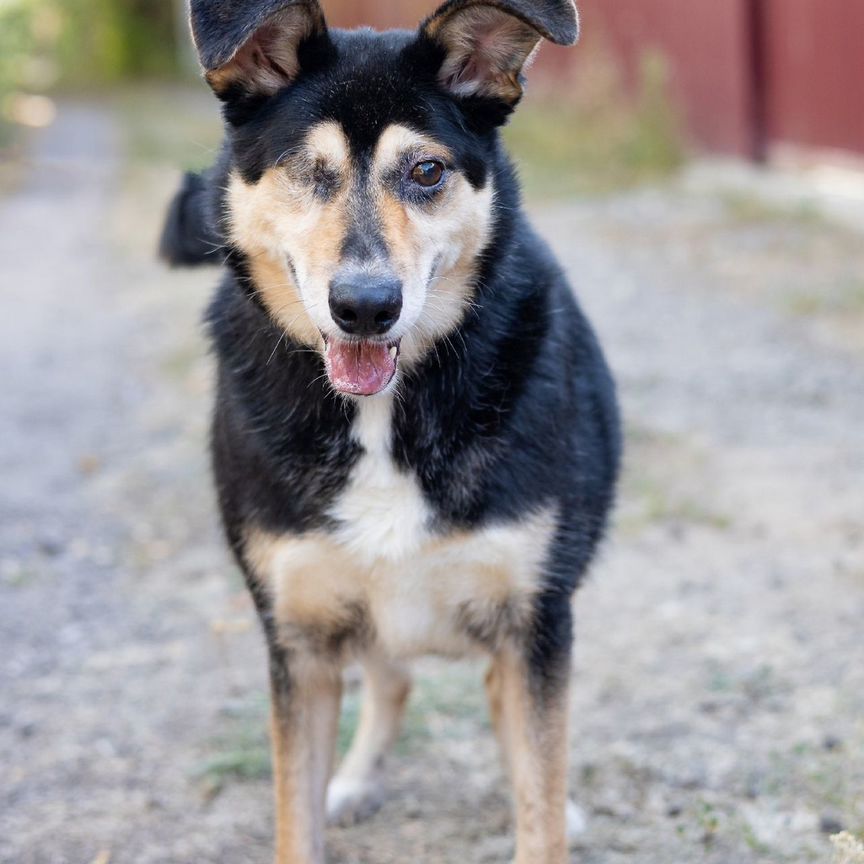 Особенный пёс Май