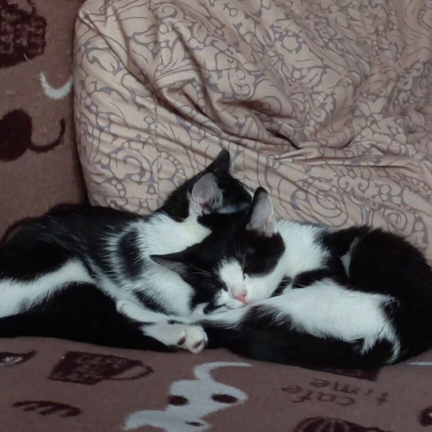 Отдам бесплатно в добрые руки