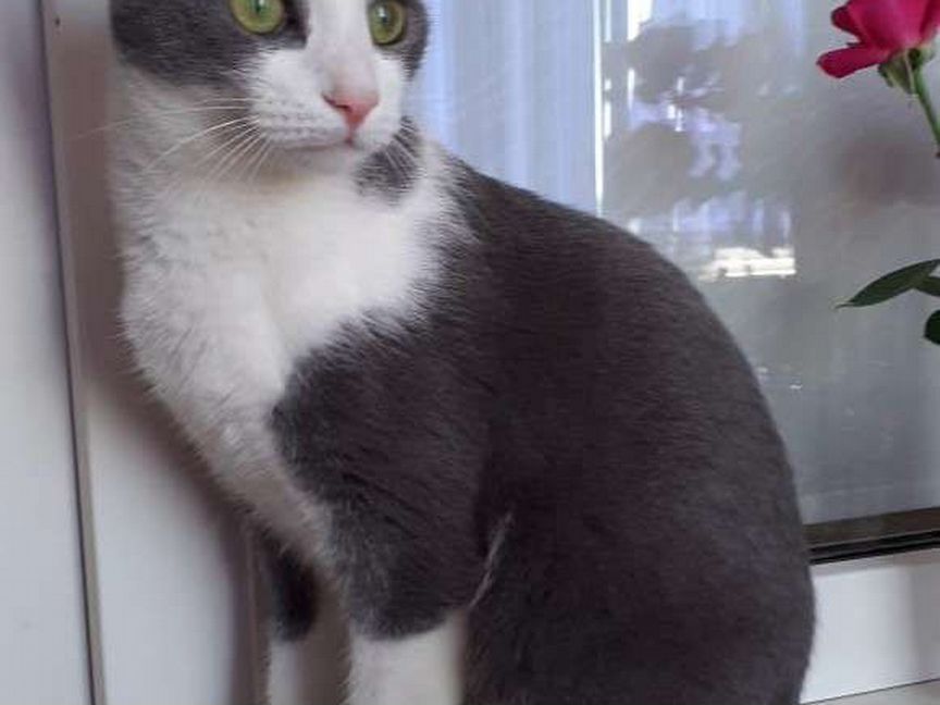 Котенок в добрые руки