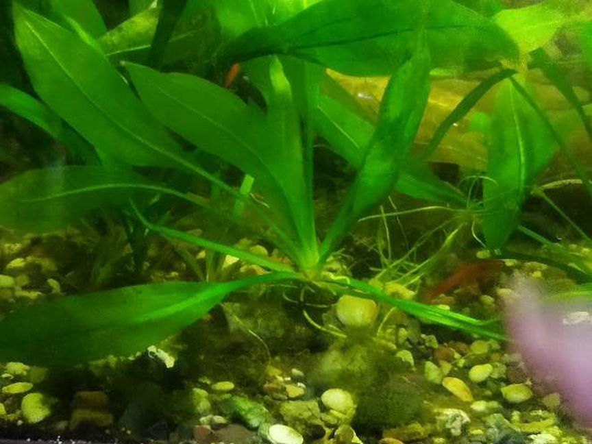Аквариумные растения криптокорина