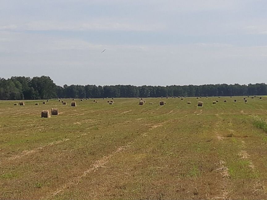 Продам сено в рулонах