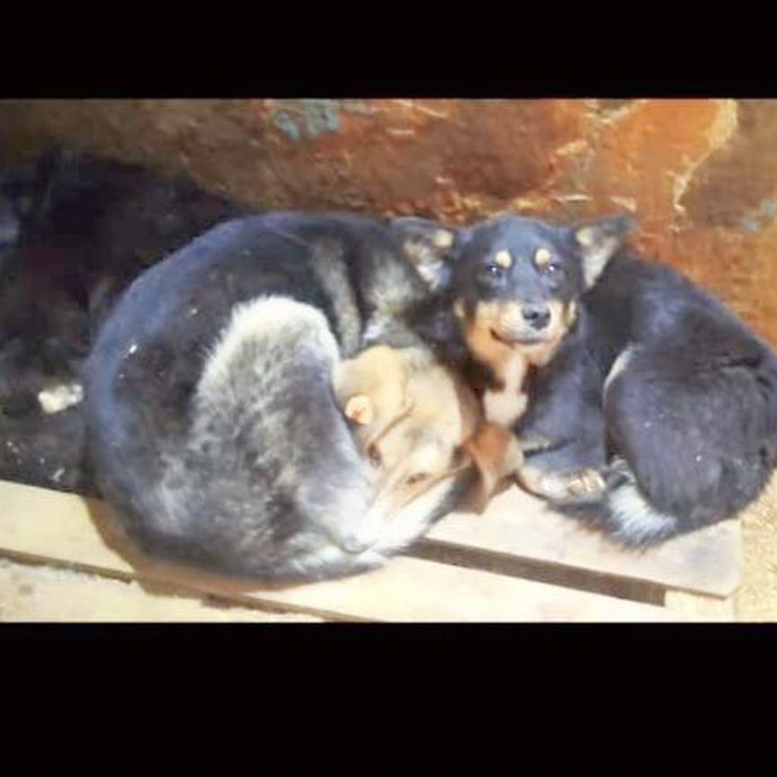 Отдам в добрые руки