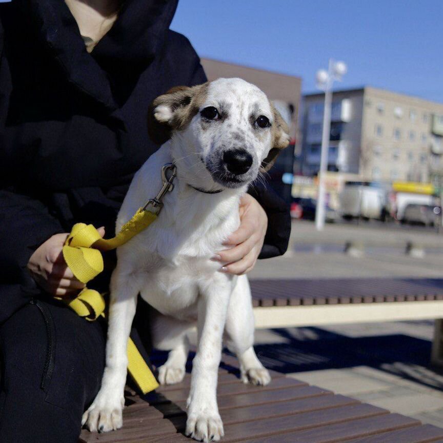 В добрые руки щенок девочка