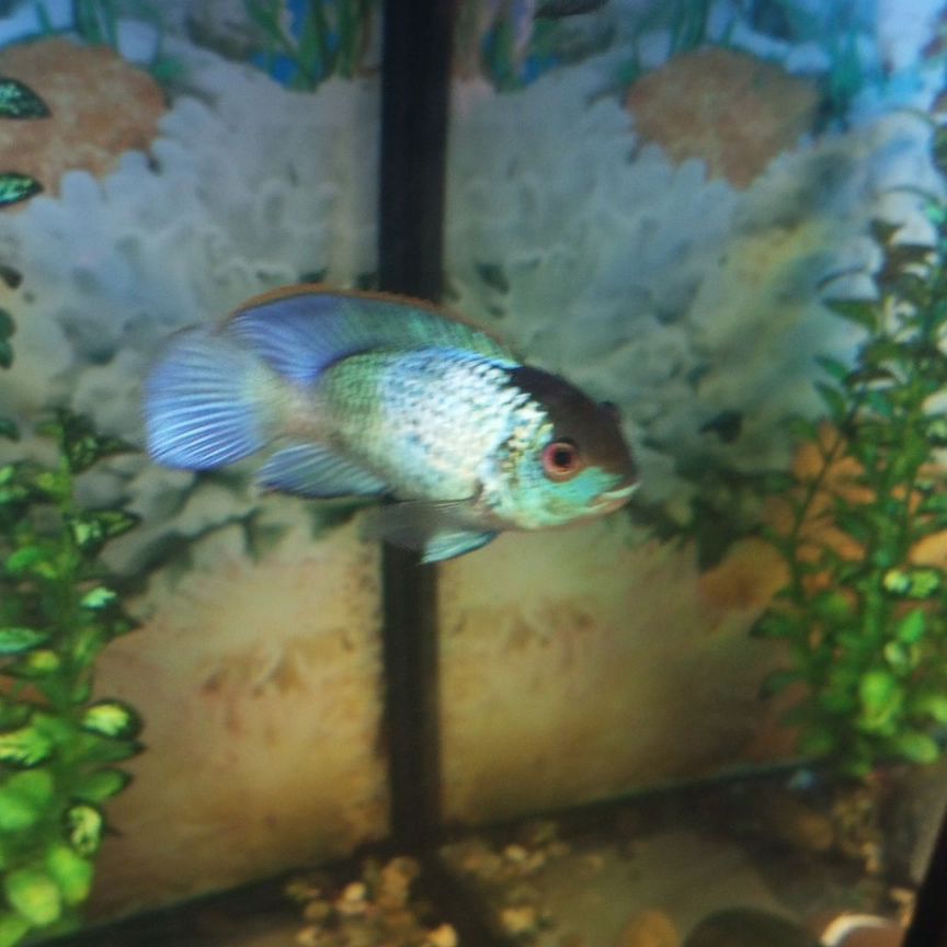 Акара голубая пара