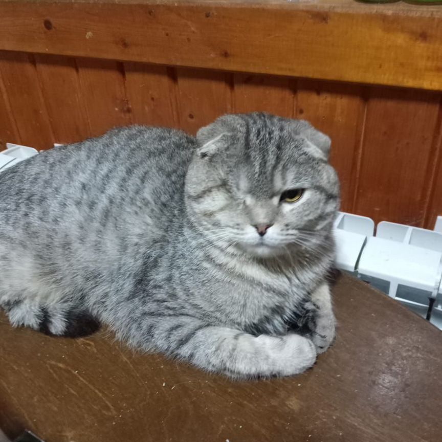 Кот Нельсон