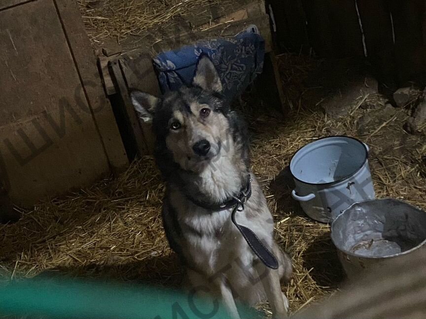 Ласковая Хася