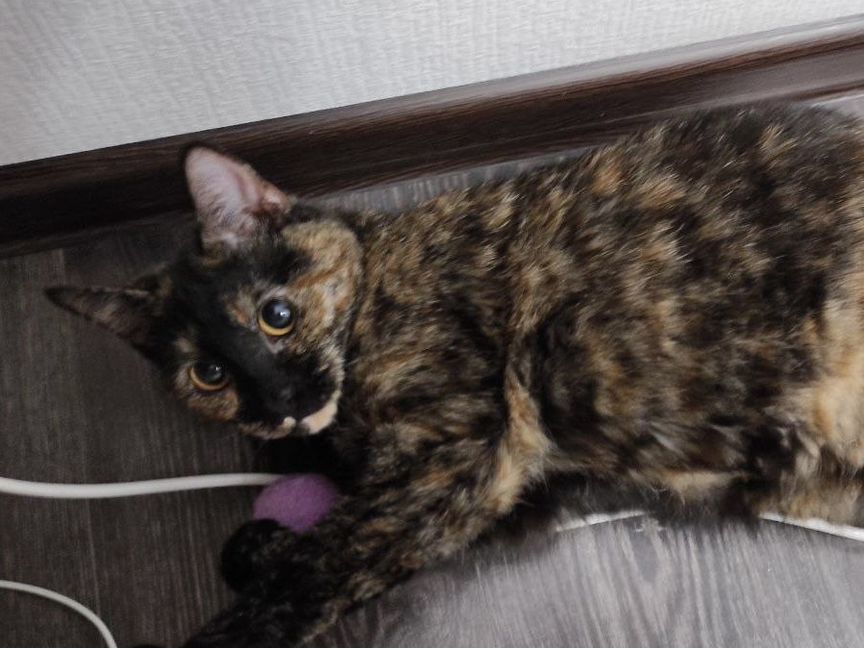 Котик в добрые руки