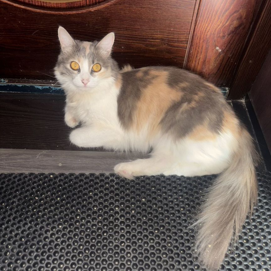 Кошка в добрые руки