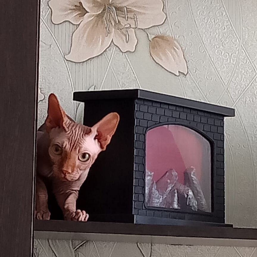 Сфинкс вязка