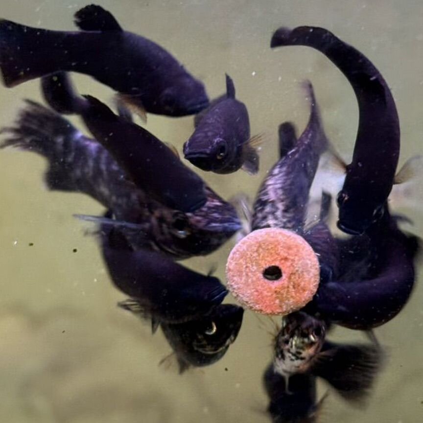 Молиннезия черная