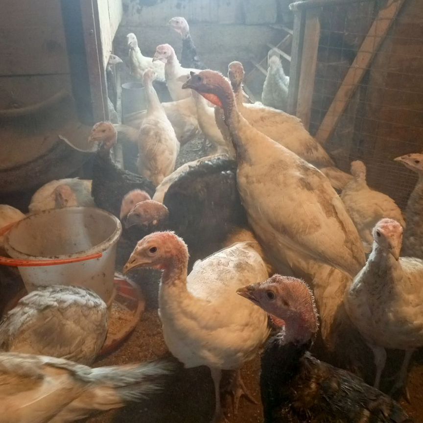 Индюки домашние