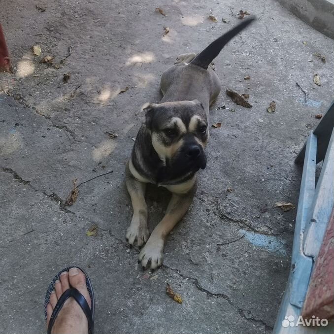 Вязка ко де бо