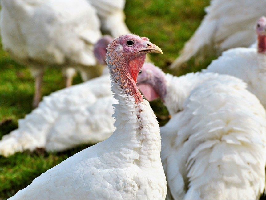 Индюки живым весом