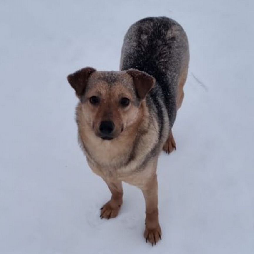 Пристраиваем семью в добрые руки