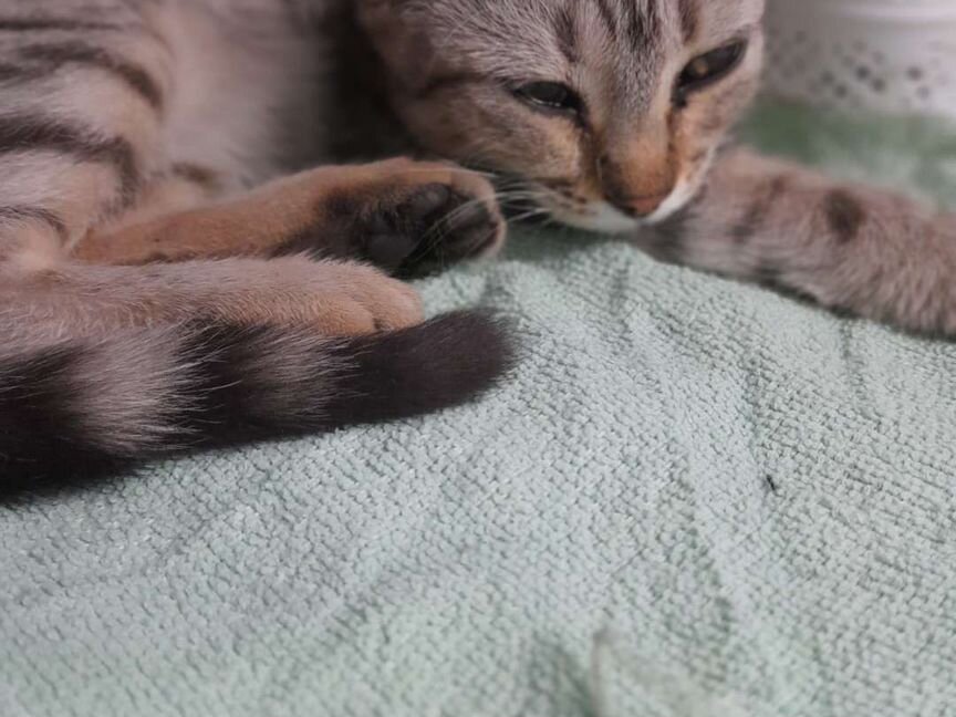 Котенок в добрые руки