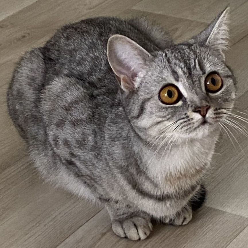 Взрослая, кошка в добрые руки