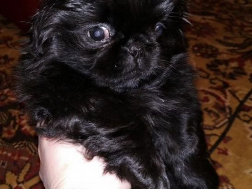 Мини-мини пикинесики