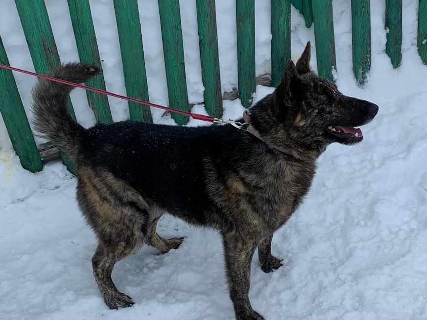 Фенотип голландской овчарки