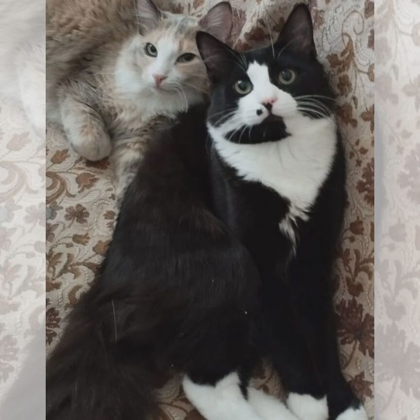 Котикам из приюта нужны дома и помощь
