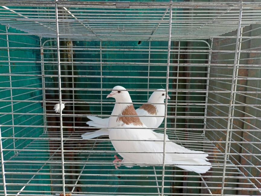 Голуби. Жёлтые гривуны