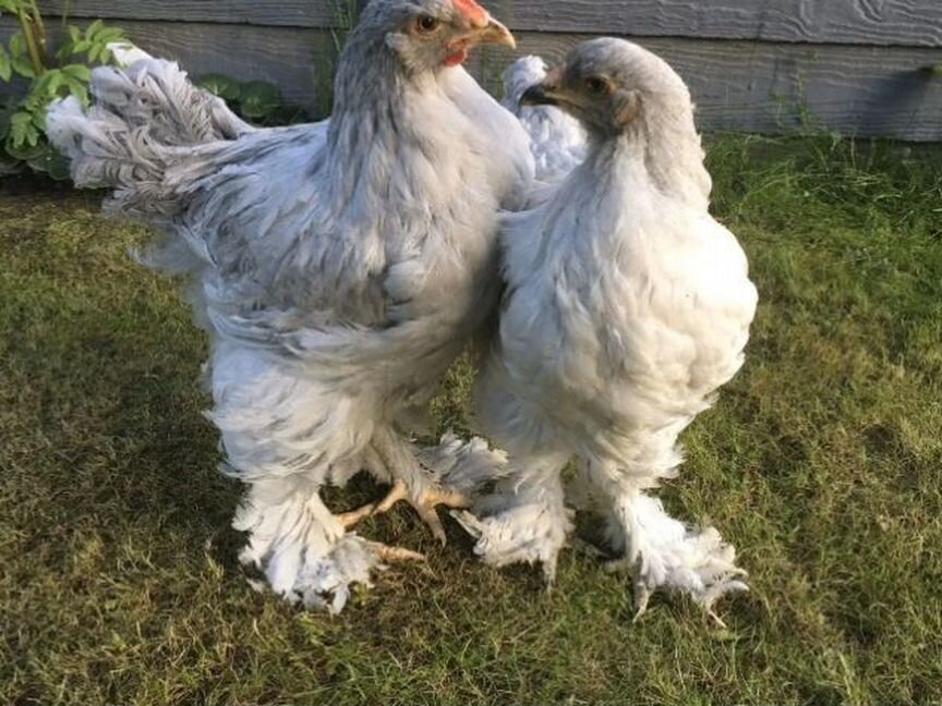 Петушки Брама