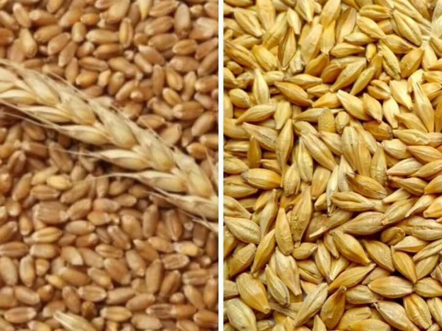 Зерно пшеница ячмень