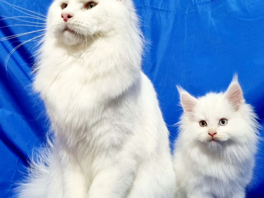 Настоящие котята Мейн Кун тяжеловес