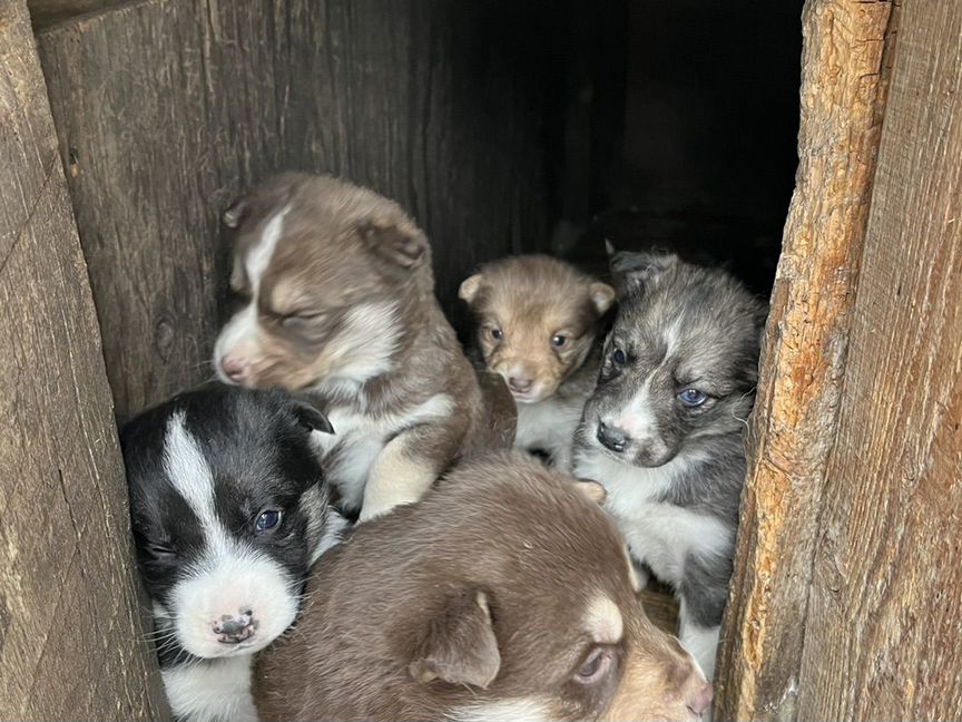 Щенки