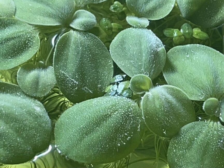 Растения пистия