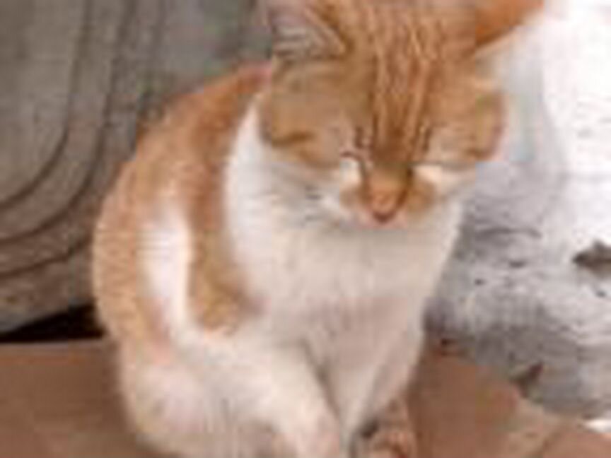 Бедный Рыжик